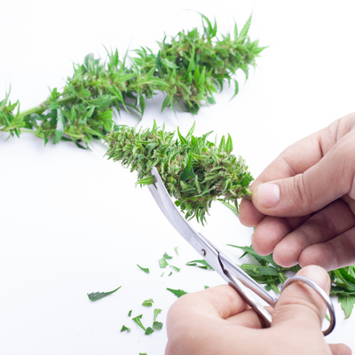 Benefits of Cannabis Trimming | CATLAB, LLC