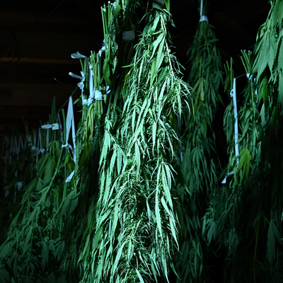 Drying & Curing Cannabis:How it Affects the Results | CATLAB